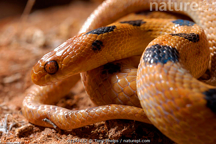 Stock photo of Namib tiger snake {Telescopus beetzii} South Africa ...