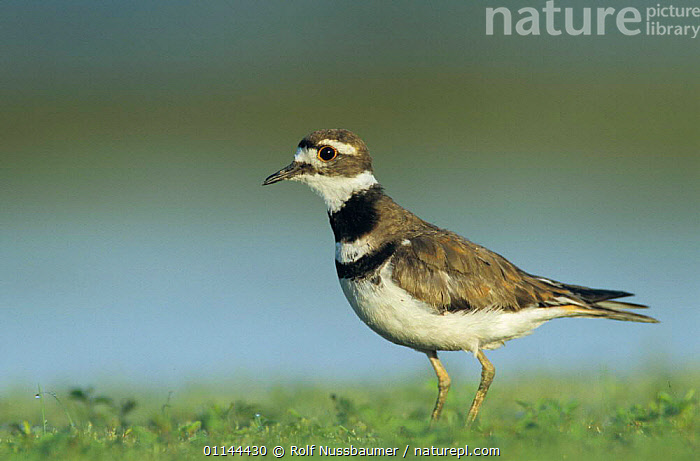 Stock photo of Killdeer plover {Charadrius vociferus} Welder Wildlife ...