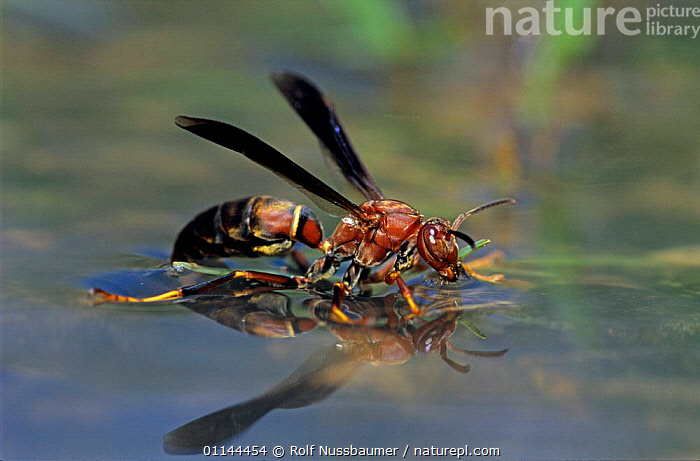 Stock photo of Wasp drinking from water surface, Texas, USA. Available ...