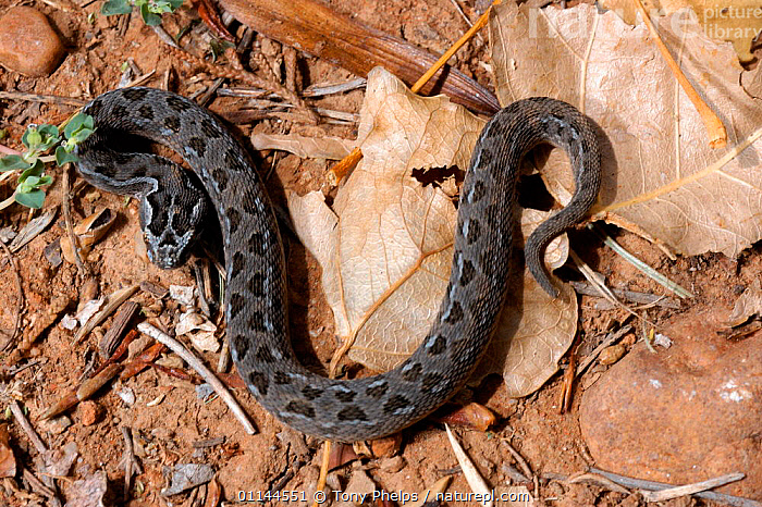 Stock photo of Cape mountain adder {Bitis atropos} South Africa ...