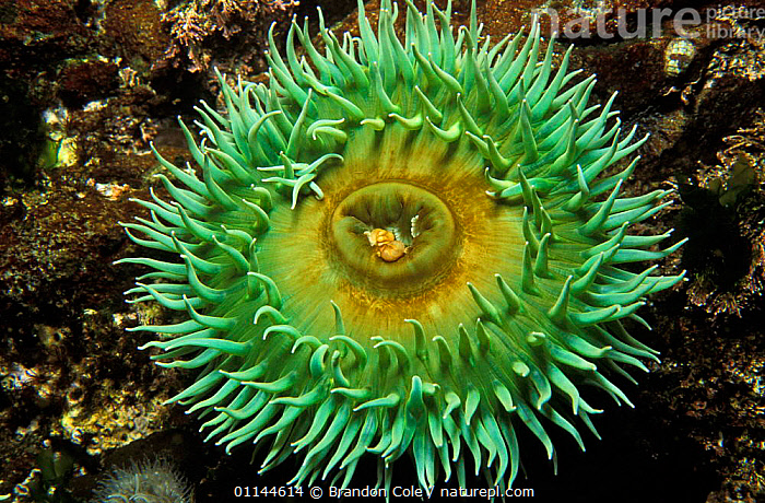 Stock photo of Giant Green Sea Anemone (Anthopleura xanthogrammica ...