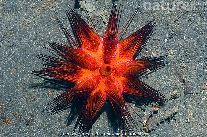 Fire Sea Urchin Seabook: Fish Identifier & Dive Log Magnificent Fire