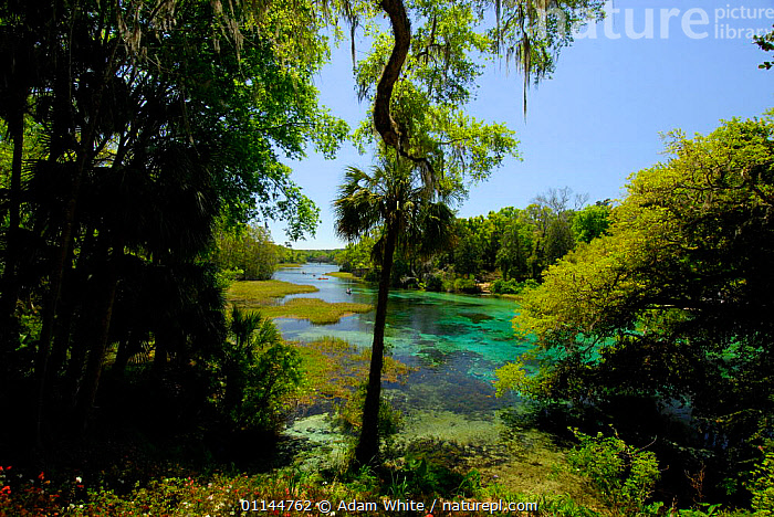 Stock photo of Rainbow River, Rainbow Springs State Park, Florida, USA ...