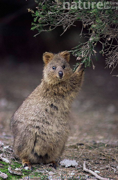 Stock photo of Quokka {Setonix brachyurus} feeding, Australia ...