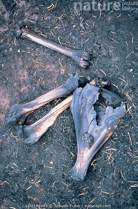 Stock photo of Charred bones of animal killed in forest fire ...