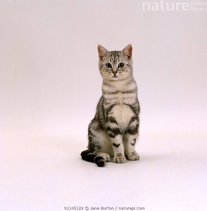 Silver Domestic Cat Night Silver Cattery