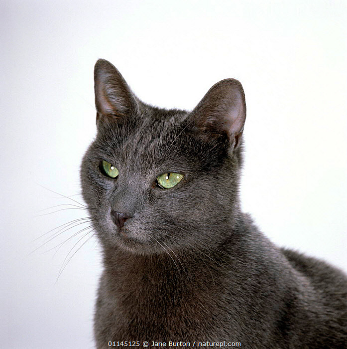 Stock photo of Domestic Cat {Felis catus} Russian blue female 'Suzie ...
