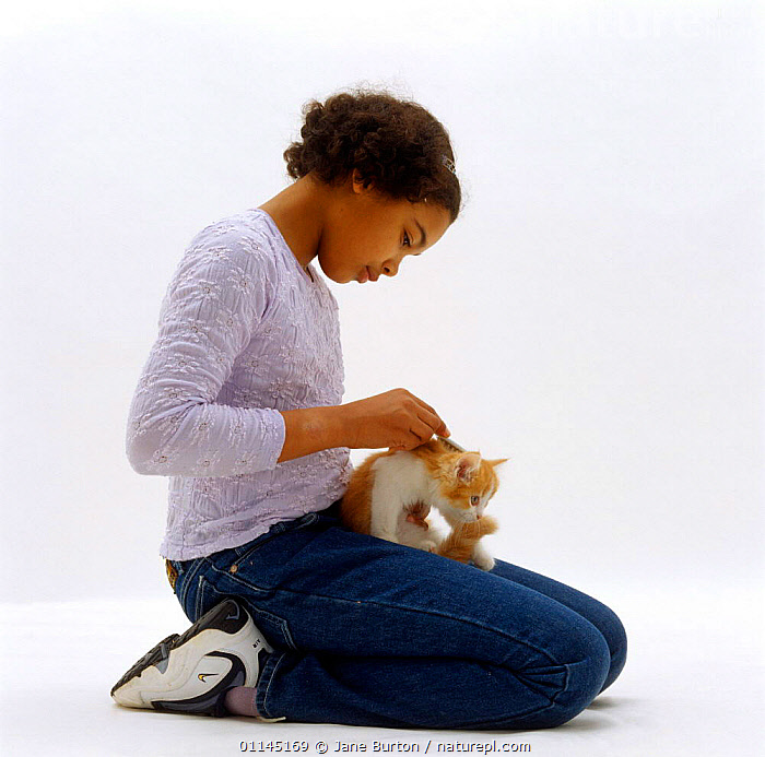 Stock photo of Domestic Cat {Felis catus} Girl grooming fluffy ginger ...