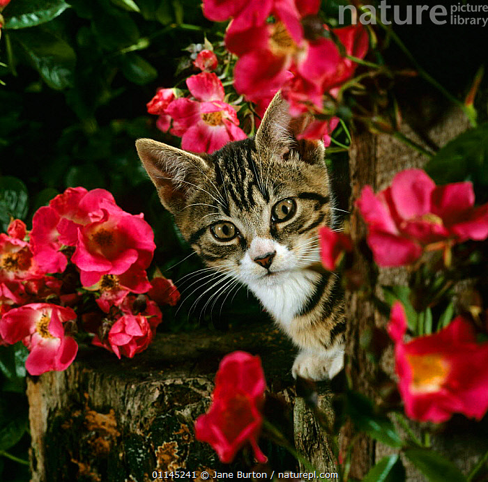 Stock photo of Domestic Cat {Felis catus} tabby kitten among American ...