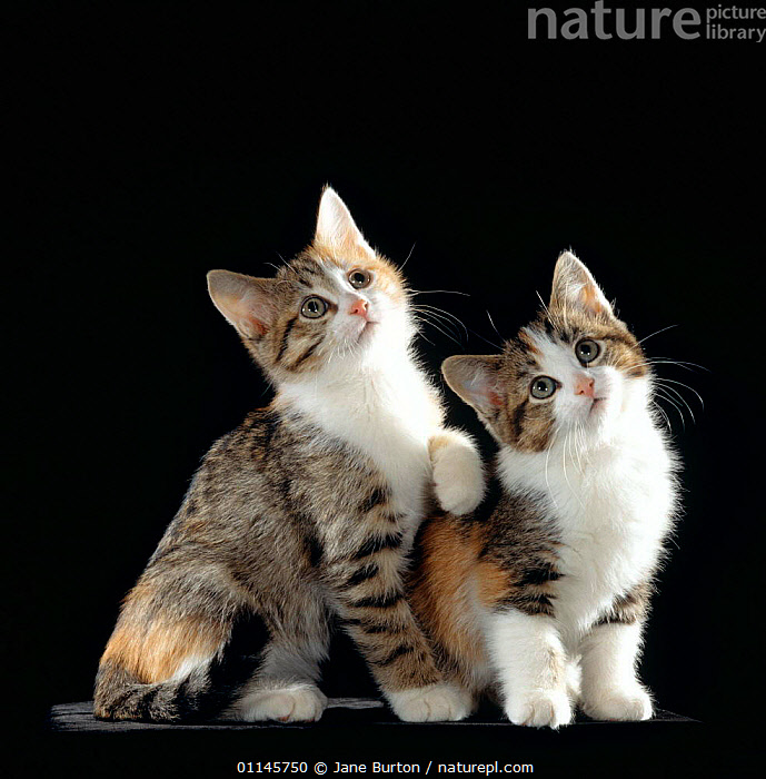 Stock photo of Domestic Cat, two 8-week tabby tortoiseshell and white ...