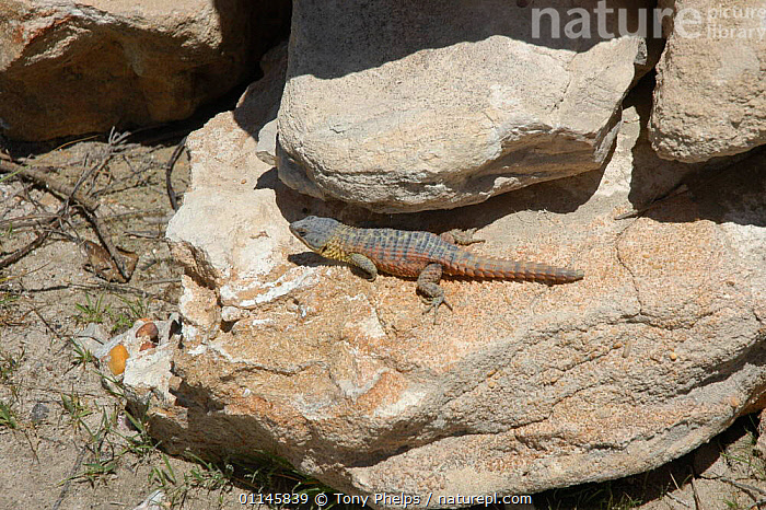 Stock photo of Girdled lizard {Cordylus cordylus} Western Cape, South ...