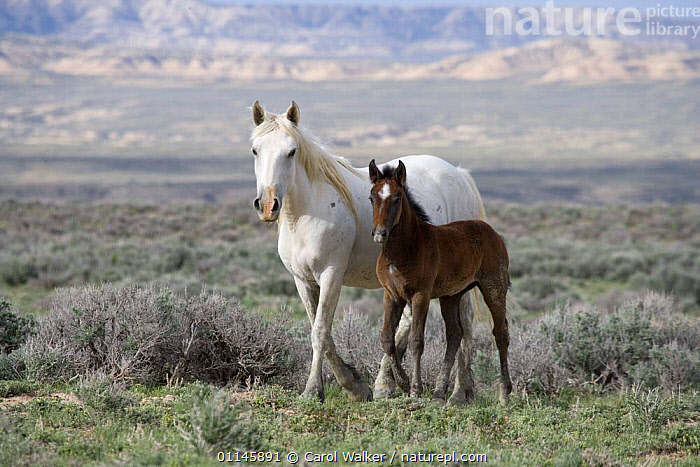 Stock photo of Wild horses {Equus caballus} grey mare and colt in ...