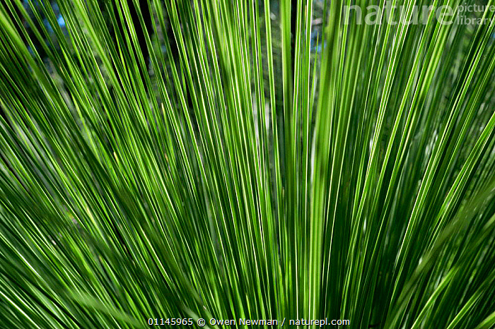 Stock photo of Fan of Grass, Tasmania, Australia.. Available for sale ...