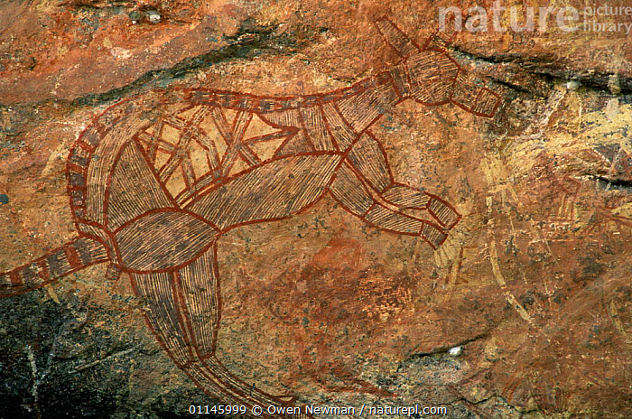 Stock photo of Aboriginal rock art, kangaroo, Nr Darwin, Northern ...