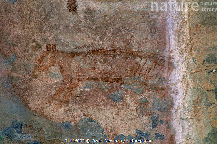 Stock photo of Aboriginal rock art, kangaroo, Nr Darwin, Northern ...