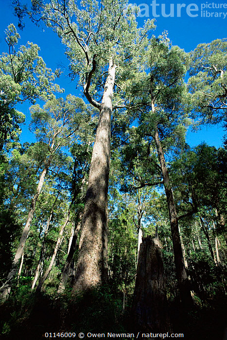 Stock photo of Tall trees in Tasmanian forest, Tasmania, Australia ...