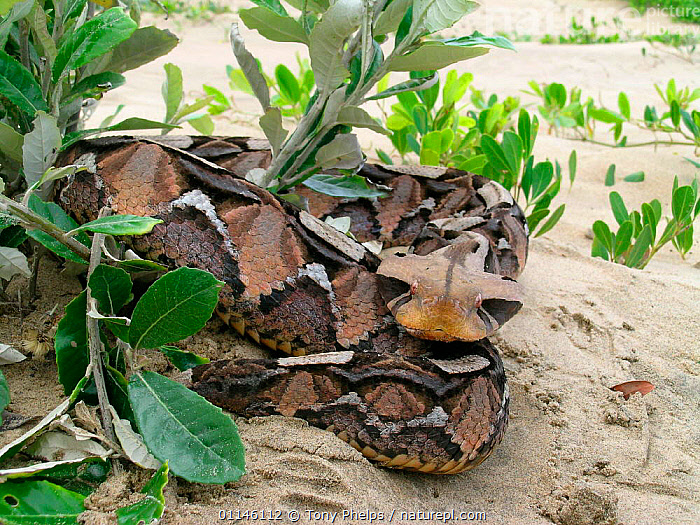 Stock photo of Gaboon viper {Bitis gabonica} on sand dune, Kwazulu ...