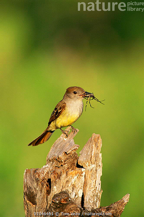 Stock photo of Great crested flycatcher (Myiarchus crinitus) perched on ...