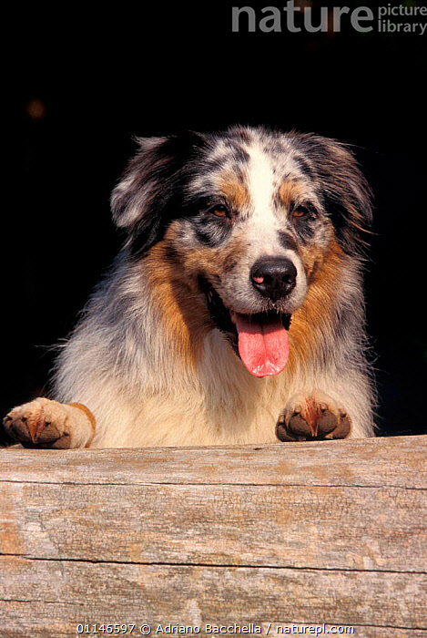 Stock photo of Australian shepherd with merle coat.. Available for sale ...
