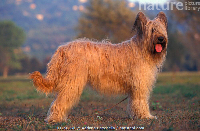 Stock photo of Fawn-coated Briard.. Available for sale on www.naturepl.com