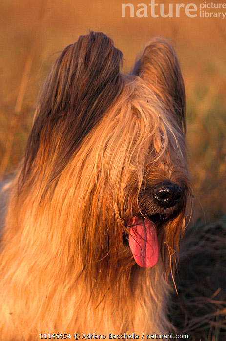 Stock photo of Fawn-coated Briard face. Available for sale on www ...