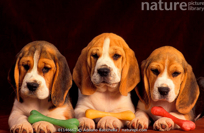Stock photo of Three Beagle puppies in a row with coloured toys ...