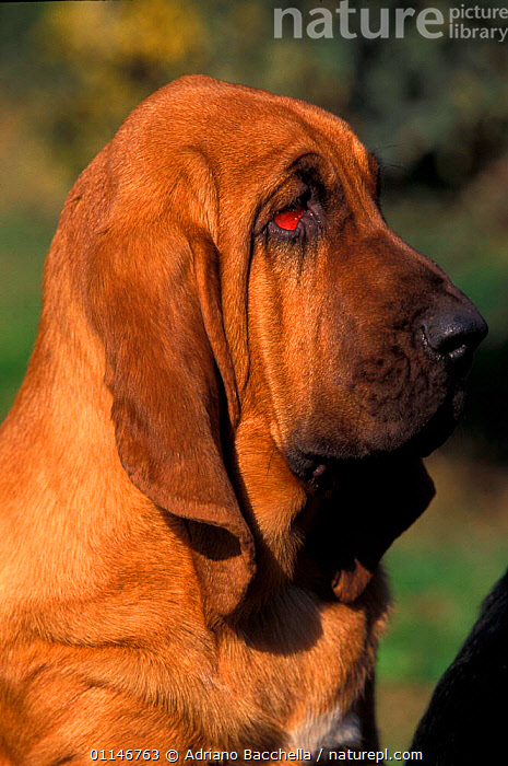 Stock photo of Bloodhound profile portrait , outdoors. Available for ...