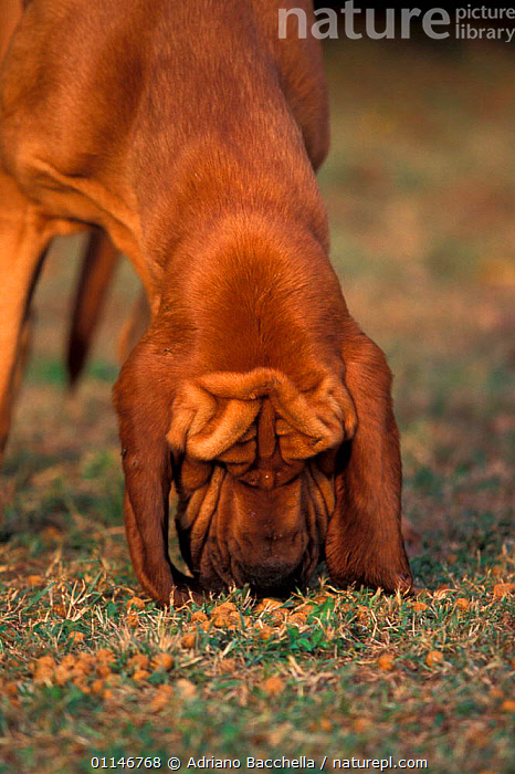 Stock photo of Bloodhound sniffing ground , outdoors. Available for ...