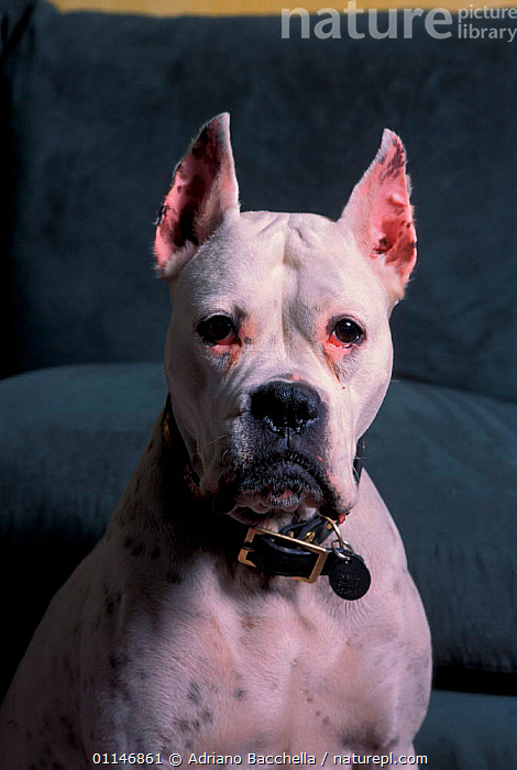 Stock photo of White Boxer with cropped ears.. Available for sale on ...