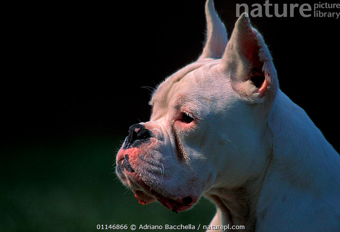 Stock photo of White Boxer with cropped ears. , outdoors. Available for ...