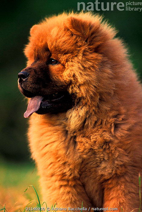 Stock photo of Chow chow dog portrait, rough coated. Available for sale ...