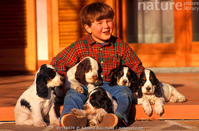 Stock photo of Boy with five Cocker spaniel puppies. Available for sale ...