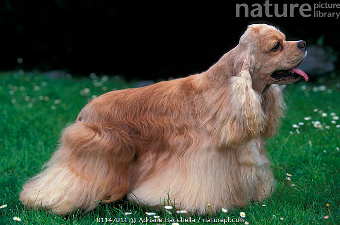 Stock photo of American cocker spaniel, show stack pose. Available for ...