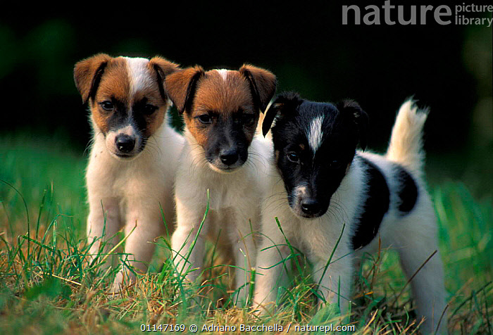 Stock photo of Three Fox terrier puppies. Available for sale on www ...