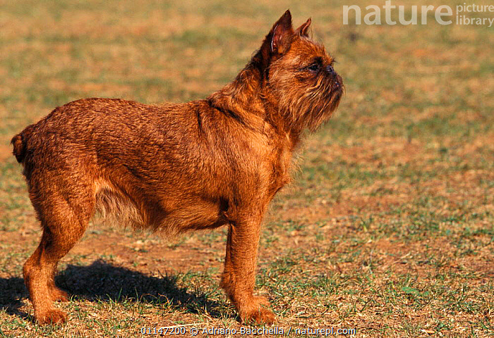 Stock photo of Griffon Bruxellois dog with docked tail. Available for ...
