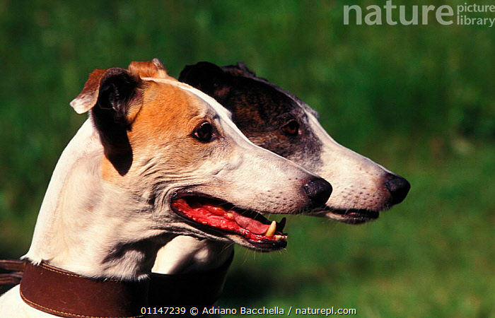 Stock photo of Two Greyhounds, portrait. Available for sale on www ...