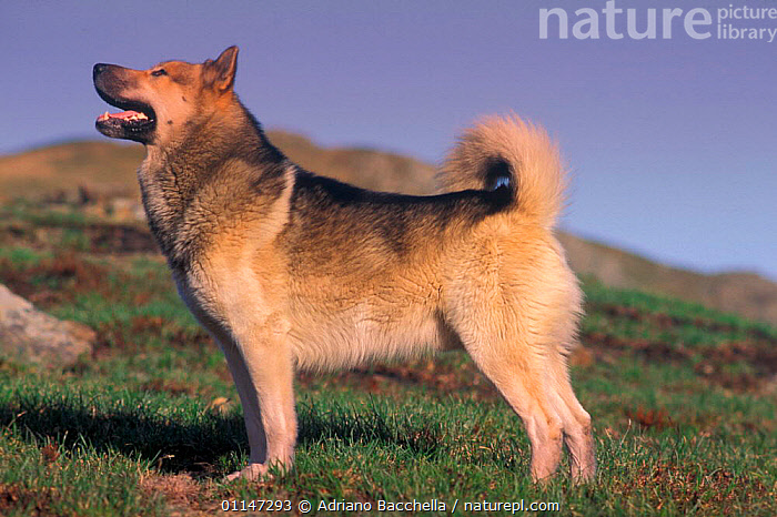 Stock photo of Greenland dog, show stack pose. Available for sale on ...
