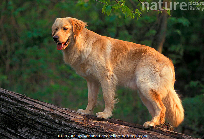 Stock photo of Hovawart dog. Available for sale on www.naturepl.com