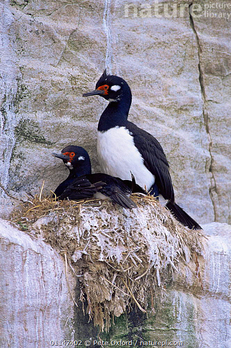 Stock photo of Pair of Magellan cormorants / Rock shags (Phalacrocorax ...