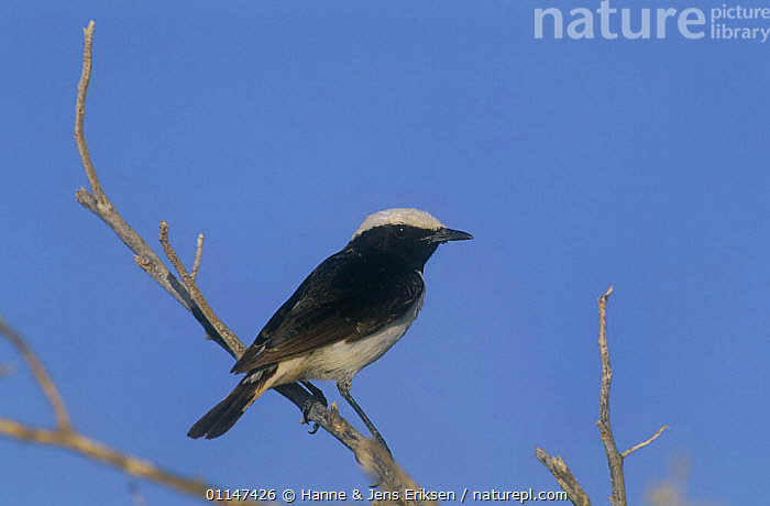 Stock photo of South Arabian / Mourning wheatear (Oenanthe lugentoides ...
