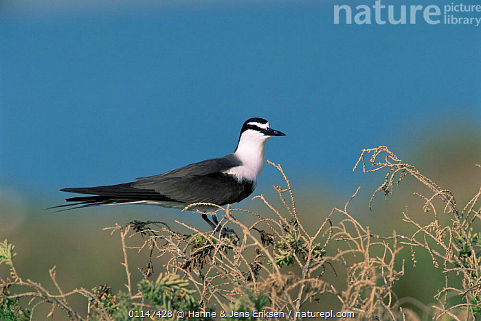 Stock photo of Bridled tern (Sterna anaethetus) perched on shrubs ...
