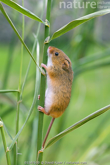 Stock photo of Harvest Mouse {Micromys minutus} climbing crop stem ...