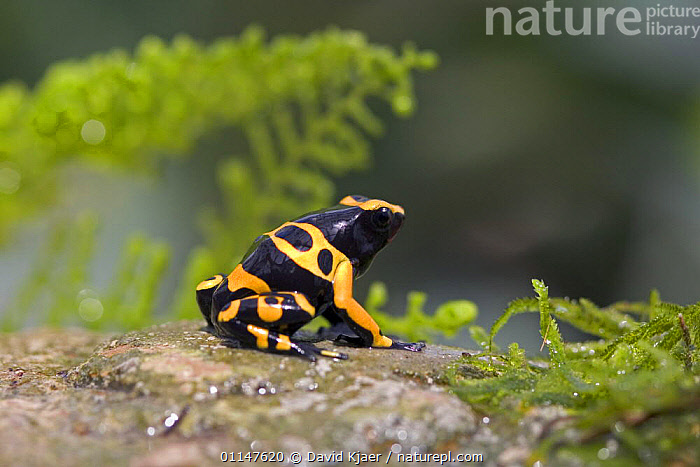 Stock photo of Orange banded poison frog / Bumble bee frog {Dendrobates ...