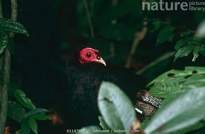 Stock photo of Black guineafowl (Agelastes niger) in forest, Epulu ...