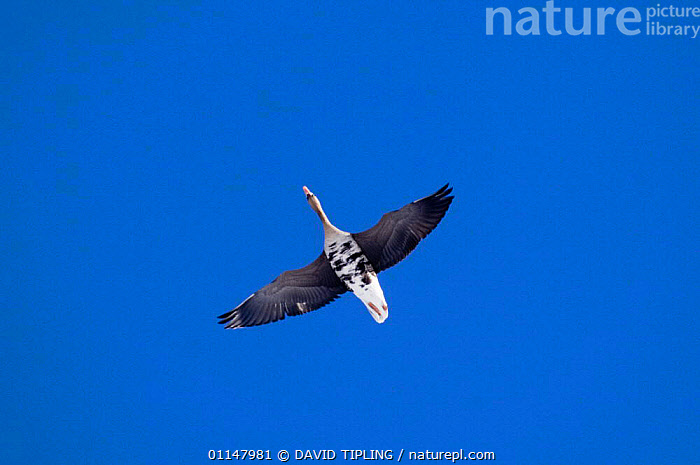 Stock photo of White-fronted Goose {Anser albifrons} in flight, viewed ...