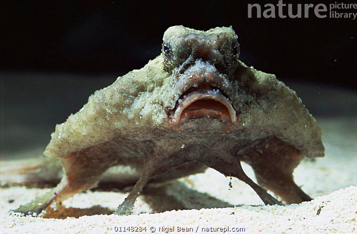 Stock photo of Short nosed batfish {Ogcocephalus nasutus} captive ...