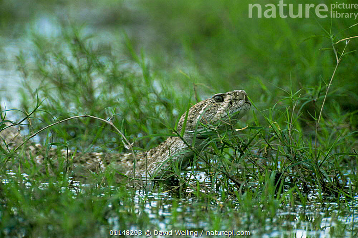 Stock photo of Western diamondback rattlesnake {Crotalus atrox} snake ...