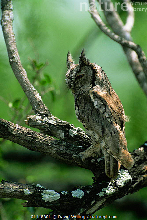Stock photo of Eastern screech owl {Megascops asio} Texas, USA ...