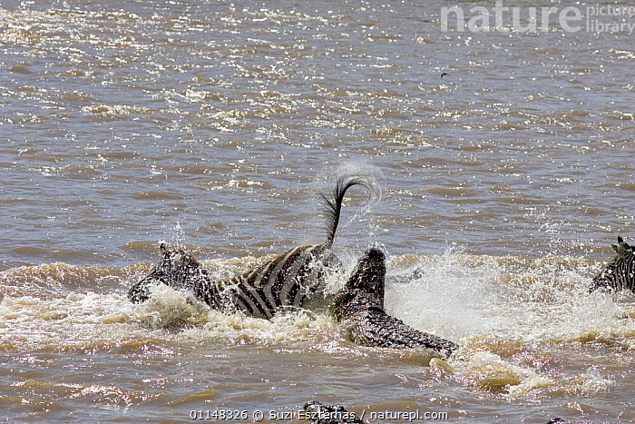 Stock photo of Nile crocodiles {Crocodylus niloticus} attack Common ...