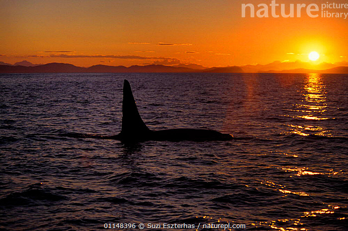 Stock photo of Killer Whale {Orcinus orca} male surfacing at sunset ...